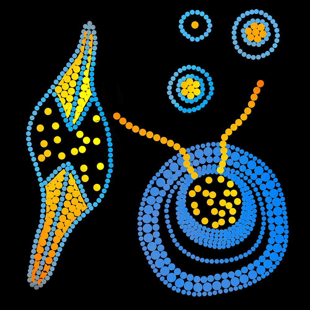 Plankton Installation Timeline – michele guieu