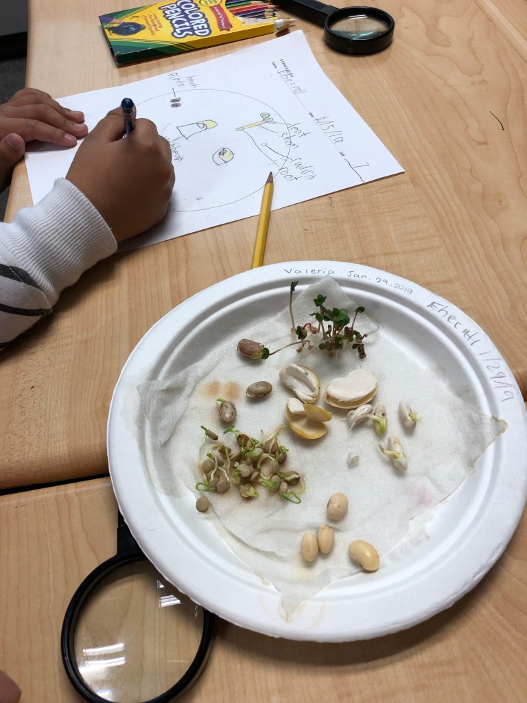 The Secret World of Pollination / Germination Observation – michele guieu